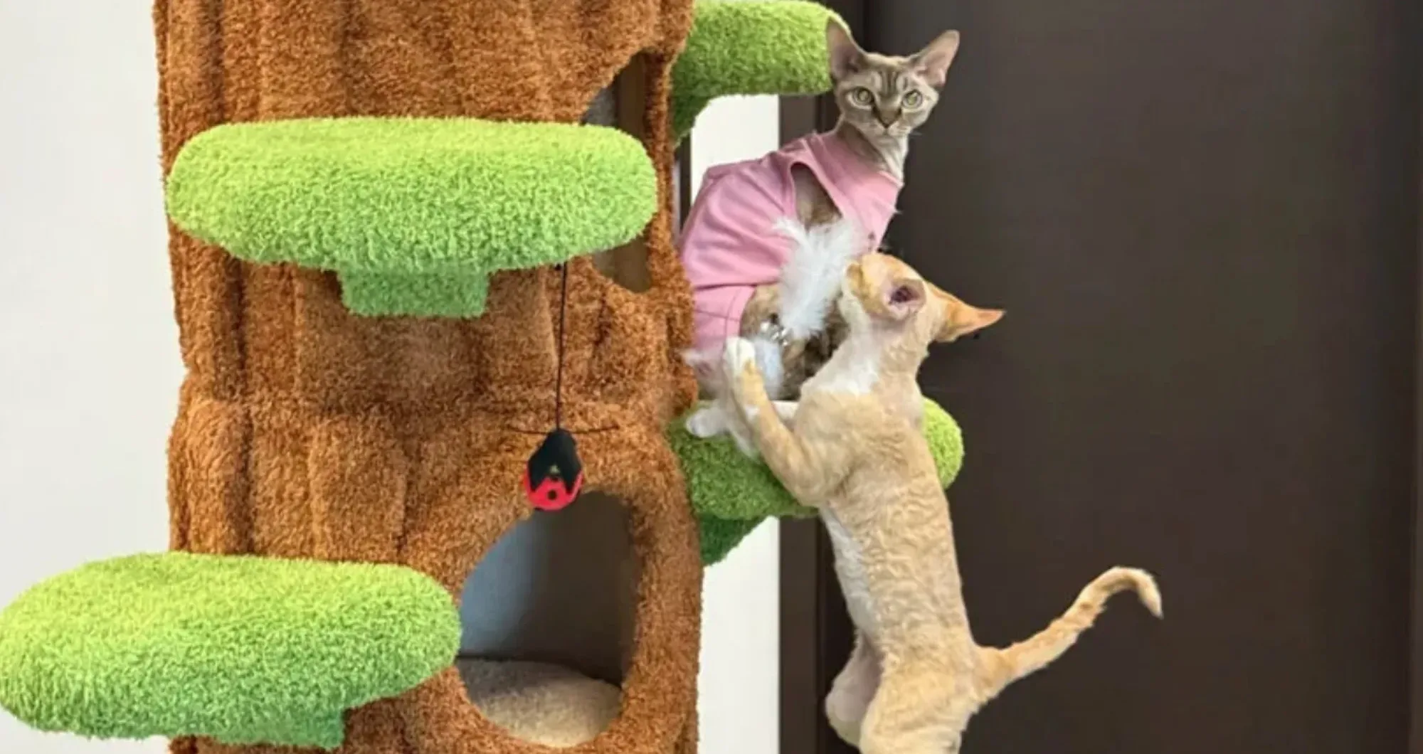 The Best Cat Trees for Large Cats: Give Your Big Kitty the Space They ...