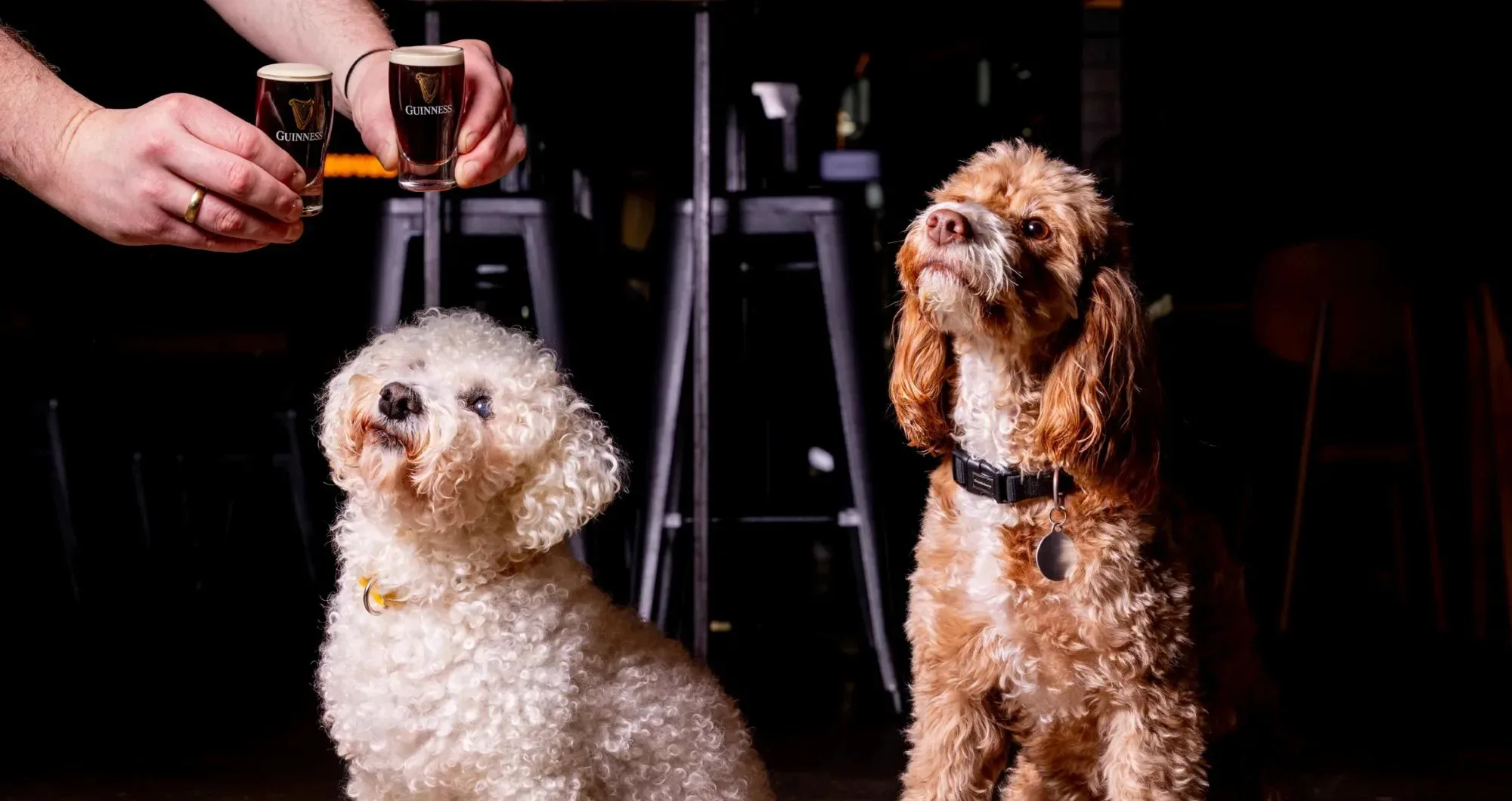 Split the G with man’s best G: Market Place launches first ever doggy ...