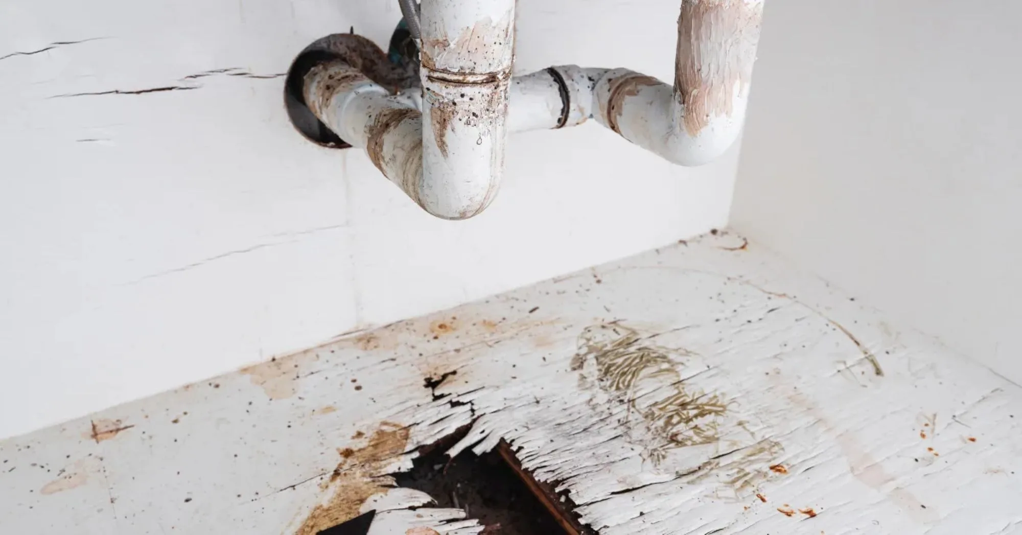 When Plumbing Turns Problematic: The Hidden Danger of Mold Growth After ...