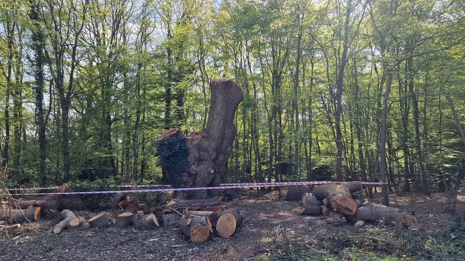London ancient oak tree felling: Woodland Trust and campaigners express ...