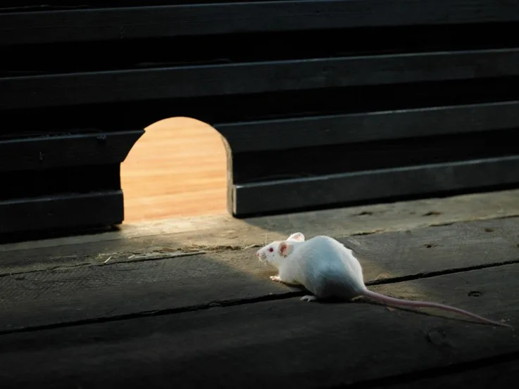 Why mice are a bigger problem in London commercial spaces than you ...