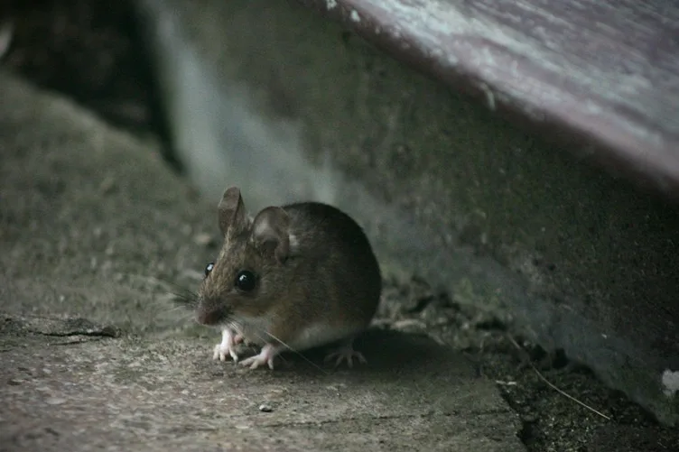 Why mice are a bigger problem in London commercial spaces than you ...