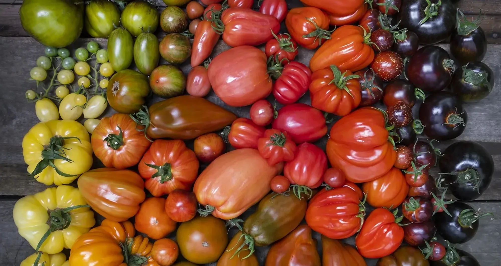 She Grows Veg tells us to ‘grow the rainbow’ with its upcoming Chelsea ...