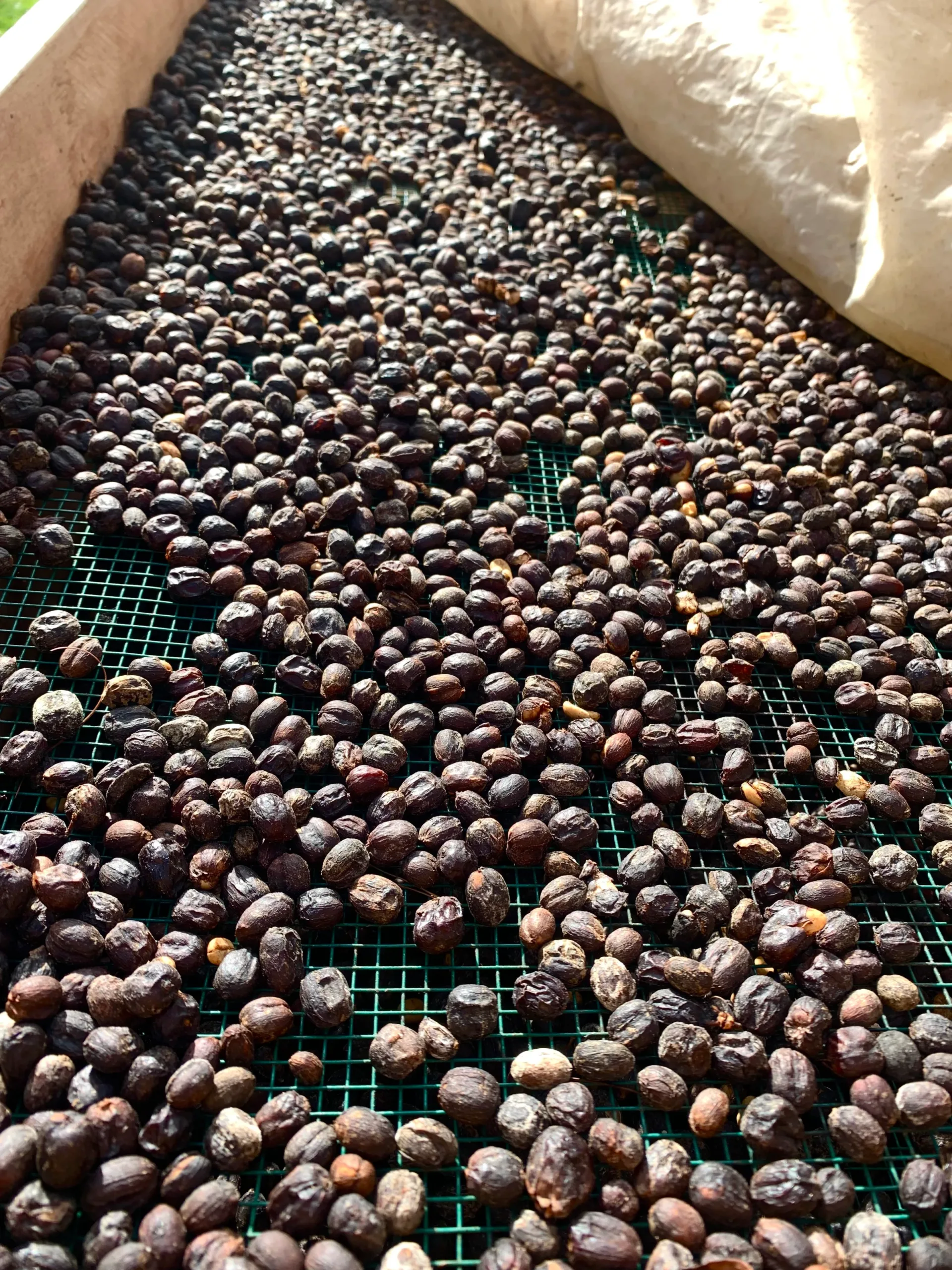 Koltiva digitally validates over 25,000 coffee producers across Latin ...