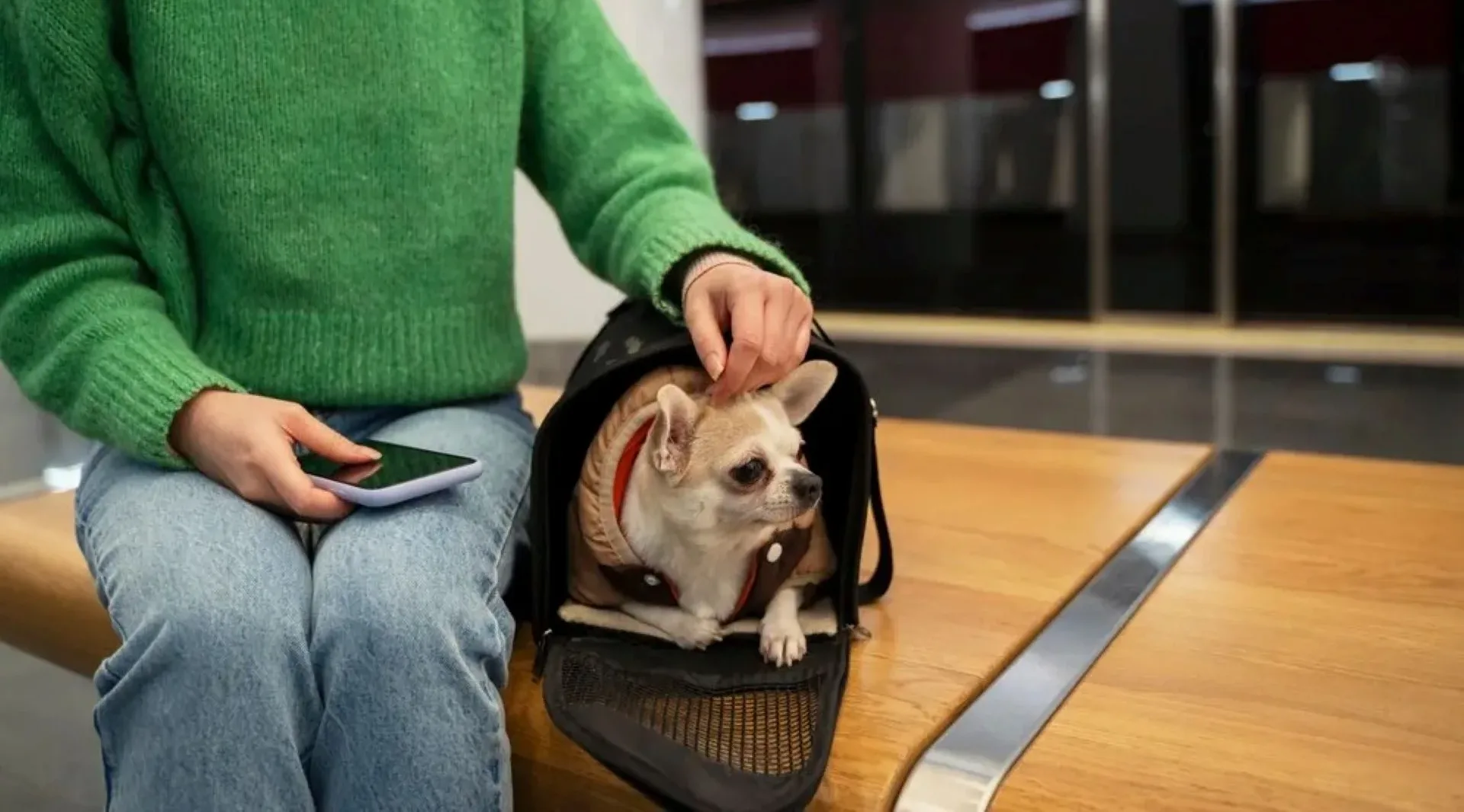 How pet relocation services simplify moving with your furry friend ...