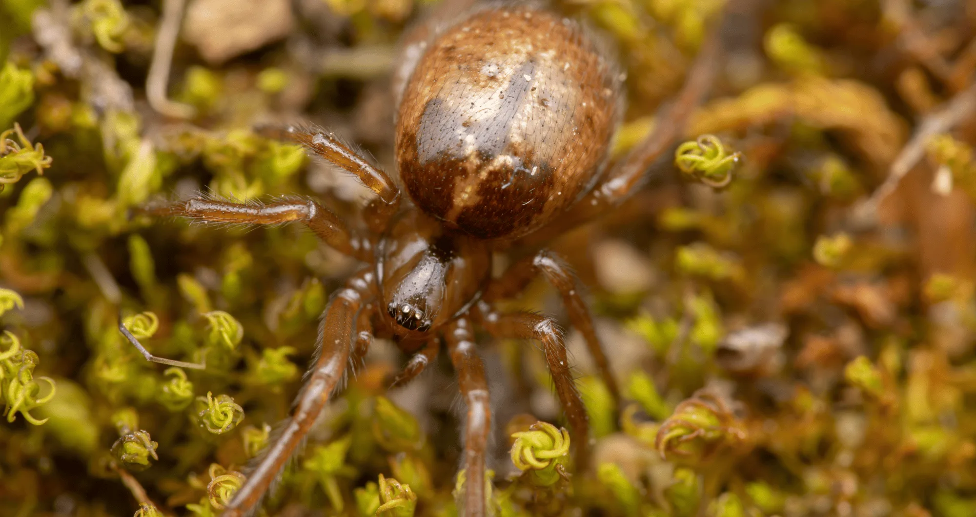 One of the UK’s most elusive spiders spotted at WWT London | London ...