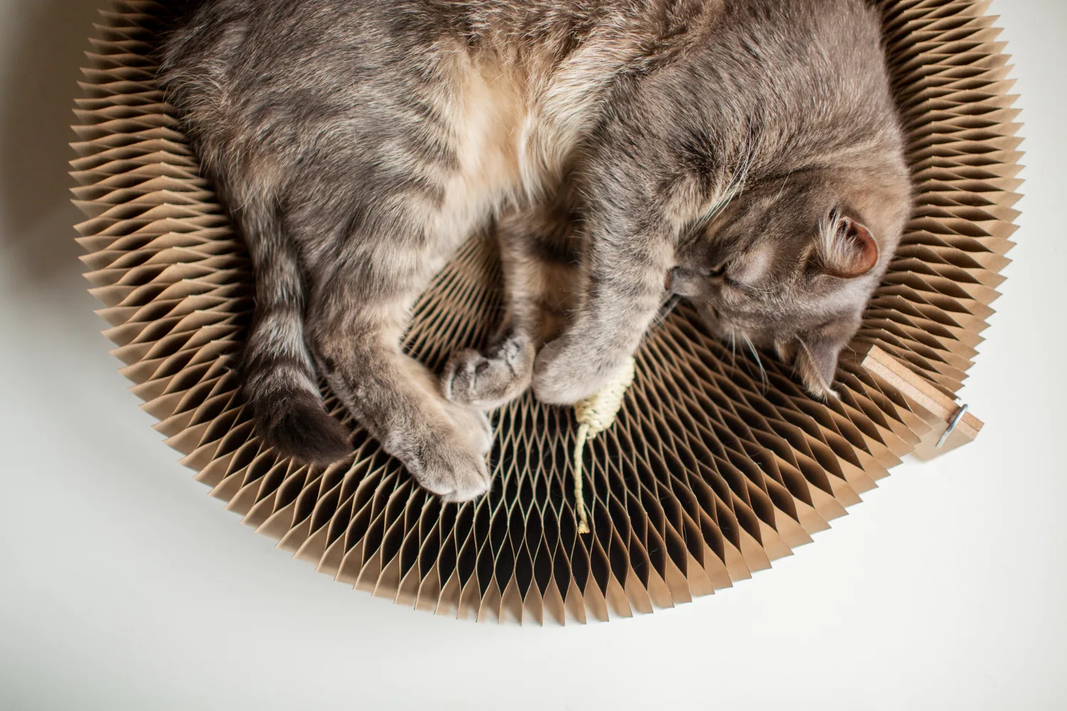 Life with a cat in a London flat: Challenges and joys | London Daily News
