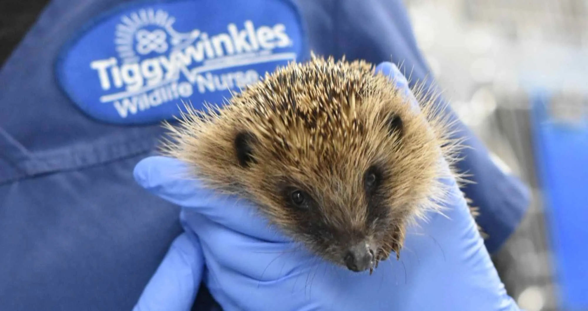 Gardeners to the rescue: How to create a heavenly haven for hedgehogs ...