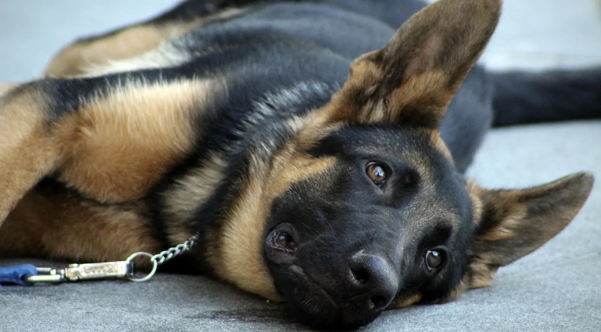 Can online dog training really work for your pup? | London Daily News