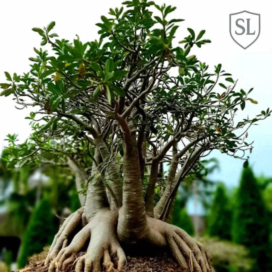 The rise of the Silver League: Reclaiming relevance, purpose, and power ...