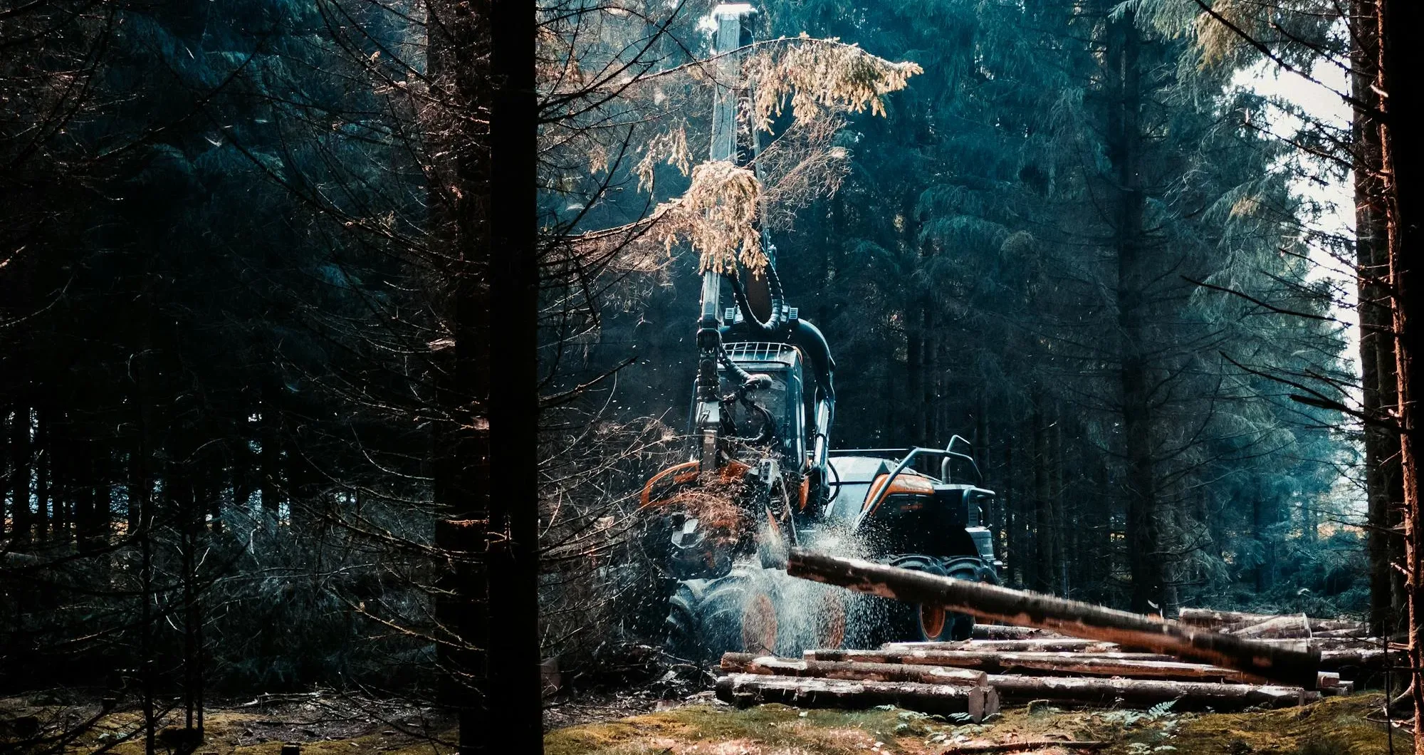 How tree removal benefits your property