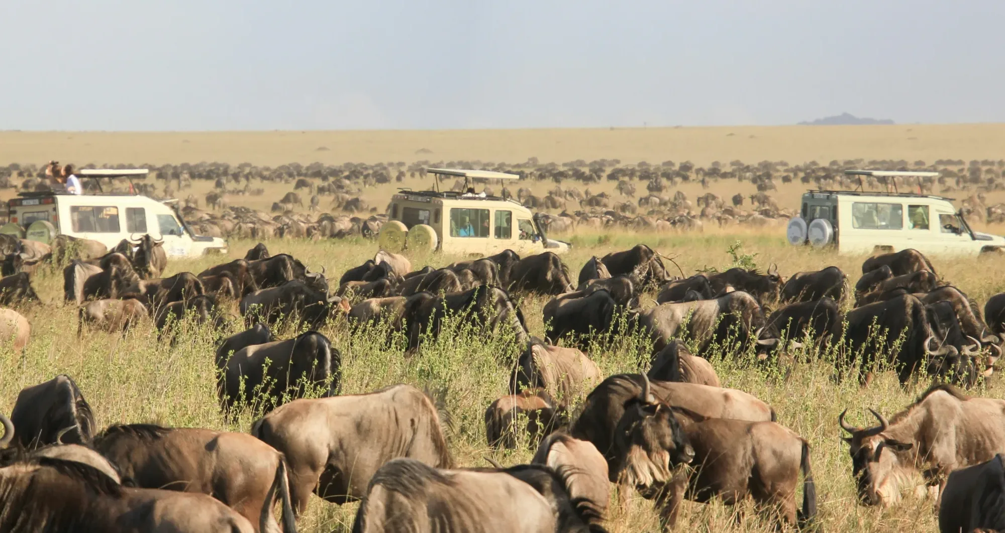 Why the Serengeti Great Migration should be on your bucket list ...