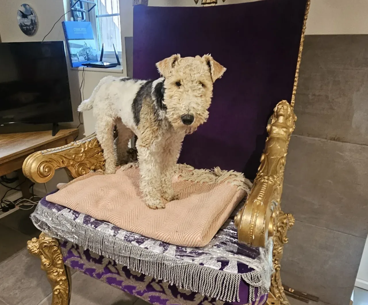 From dog bed to Hollywood history | London Daily News