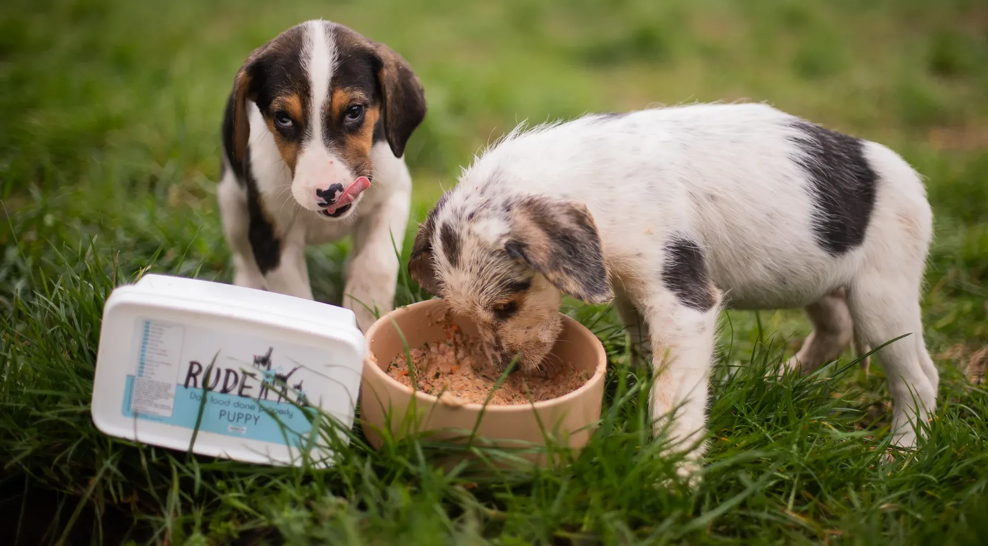 London brothers revolutionising the raw dog food industry while ...