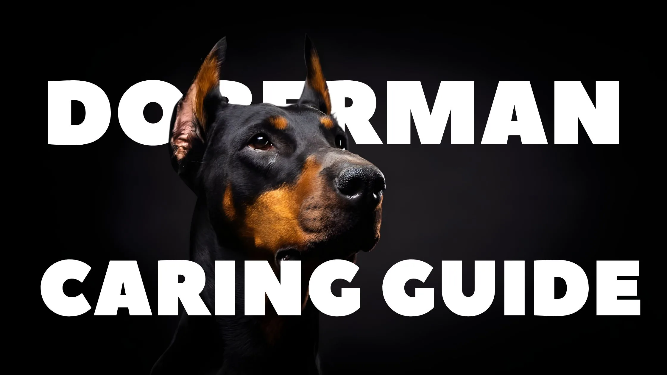 My fun journey with Dobermans: Loyal pup tips | London Daily News