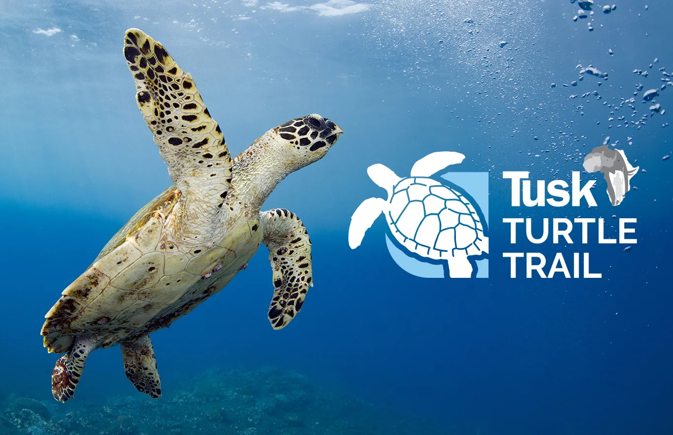 A Trail of Turtles lands in London this summer | London Daily News