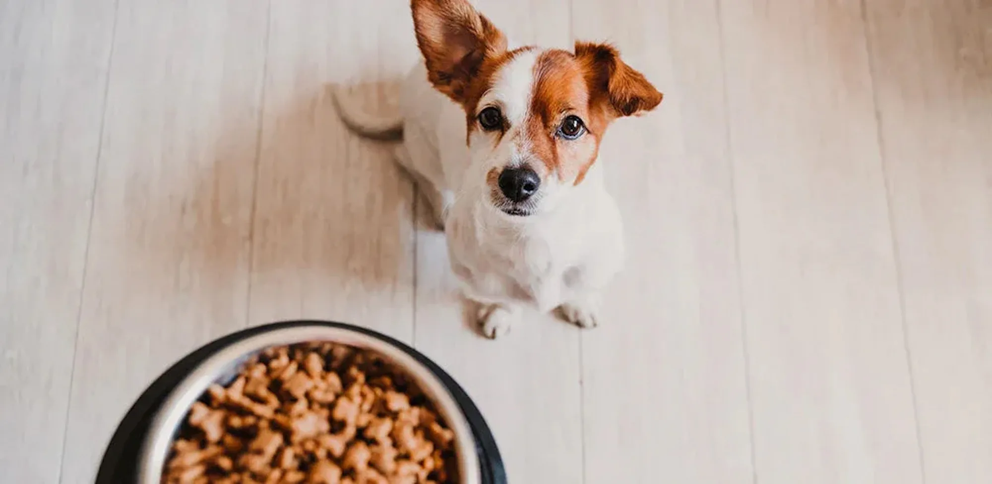 Dog party food ideas that are fun, festive and easy to make | London ...