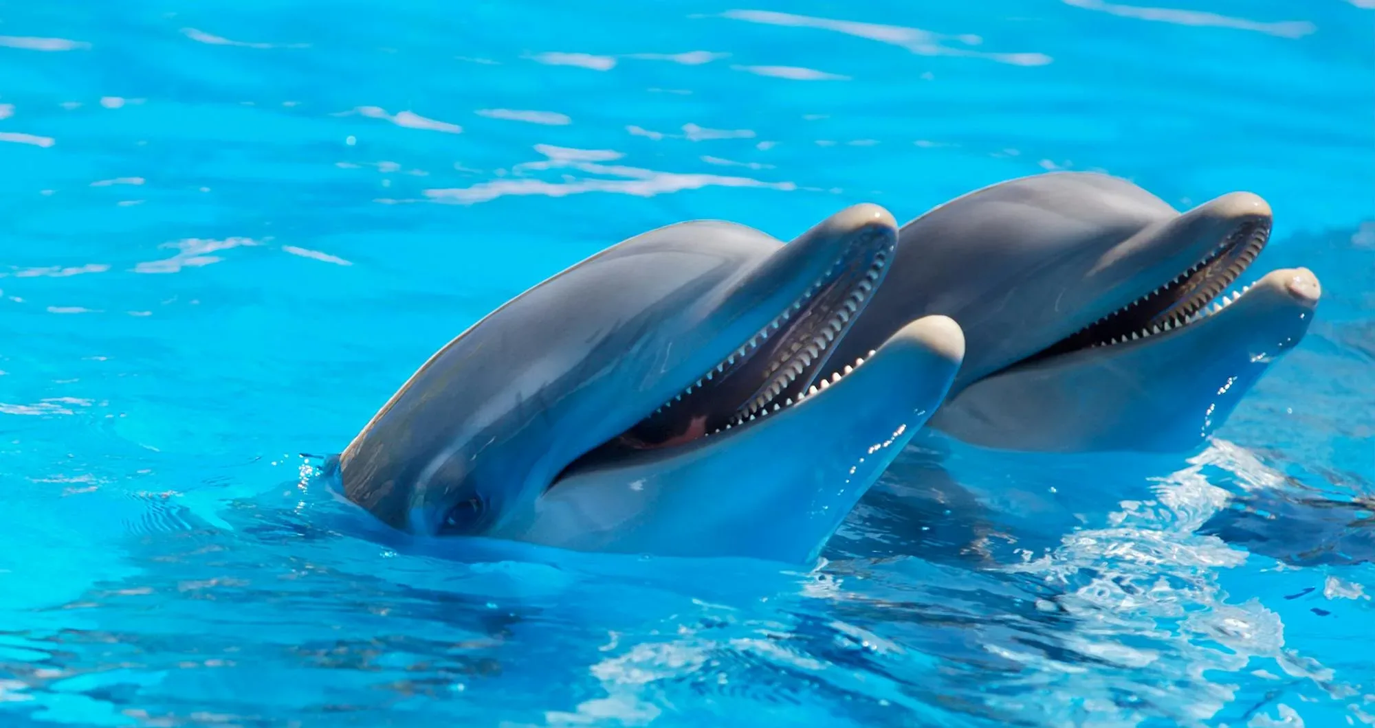 Clicks and whistles: How do dolphins communicate? | London Daily News