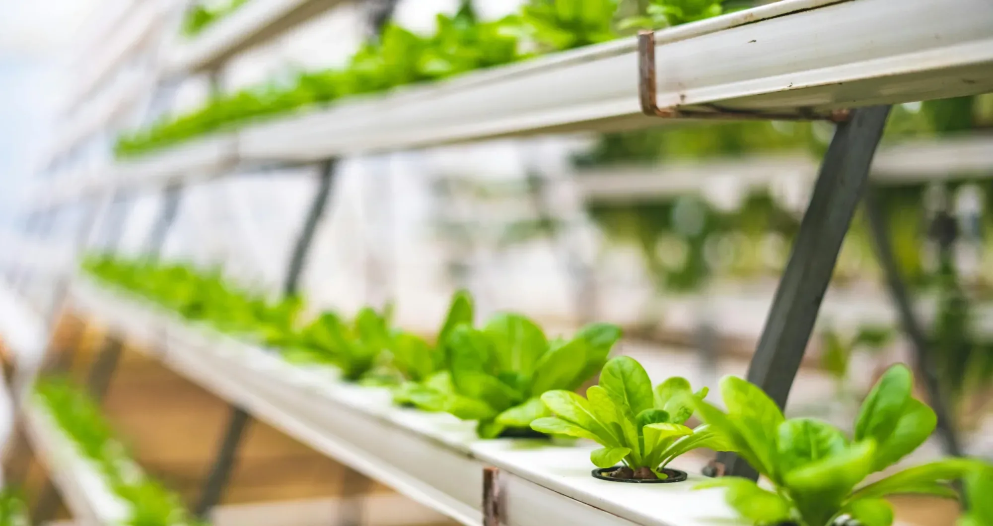 From LED to AI : Technological shifts in the vertical farming produce ...