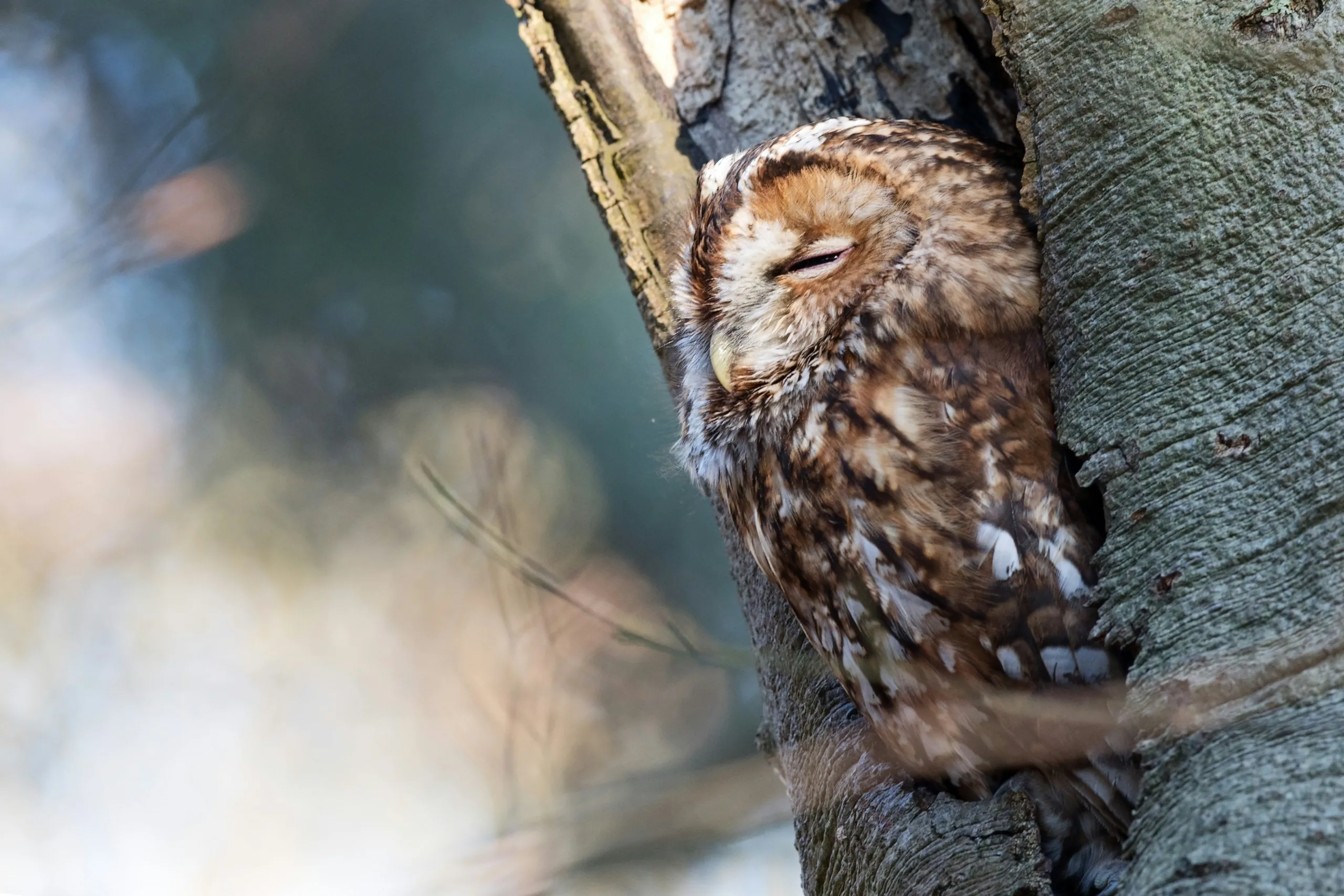 Wildlife expert shares everything you need to know about owls following increased sightings in ...