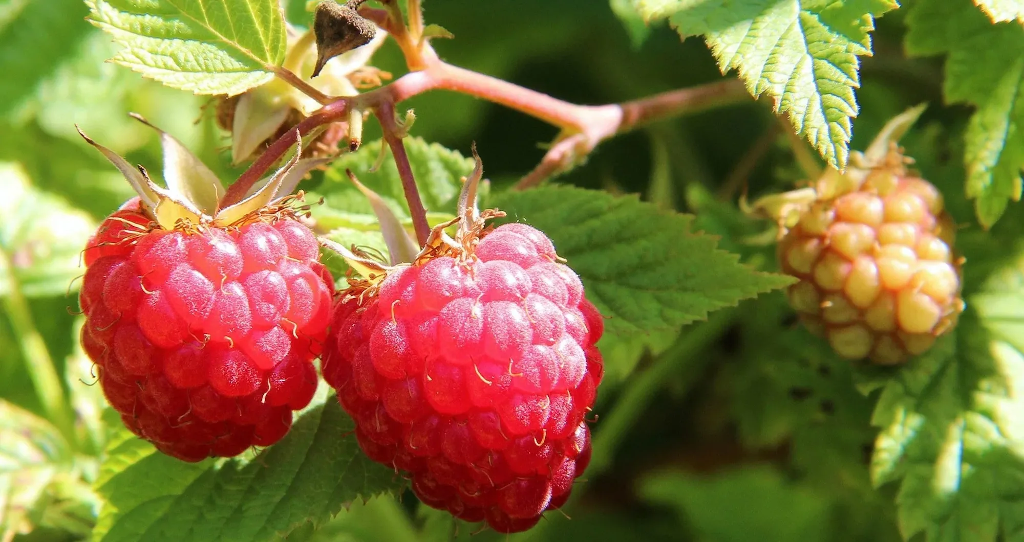 British raspberry season bursts into summer with bigger, bolder berries ...