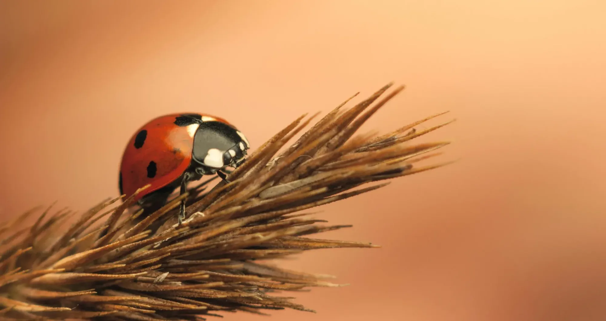 Who pays for bed bug removal in a rented property? | London Daily News
