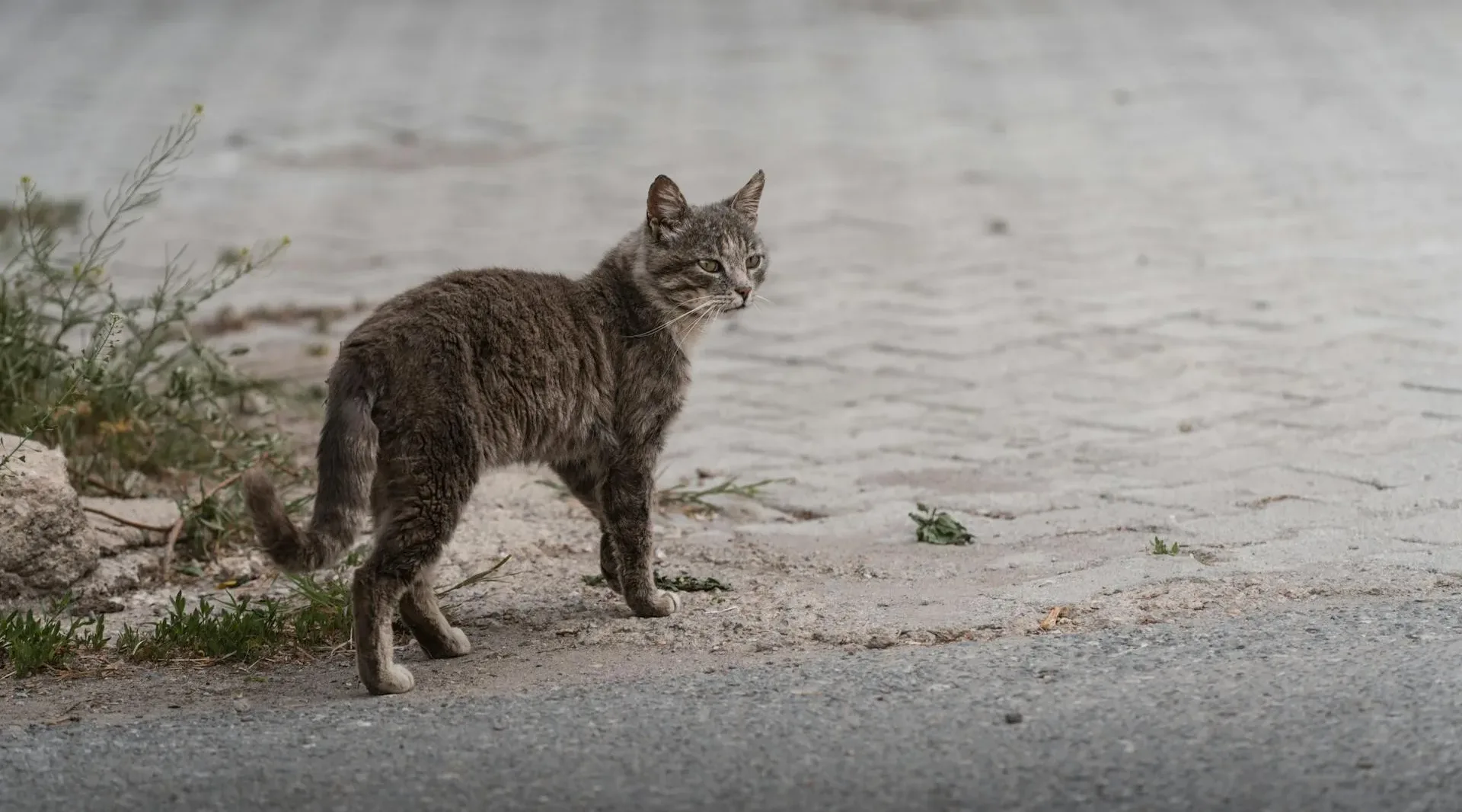 Why is sterilising stray cats an act of kindness rather than cruelty ...