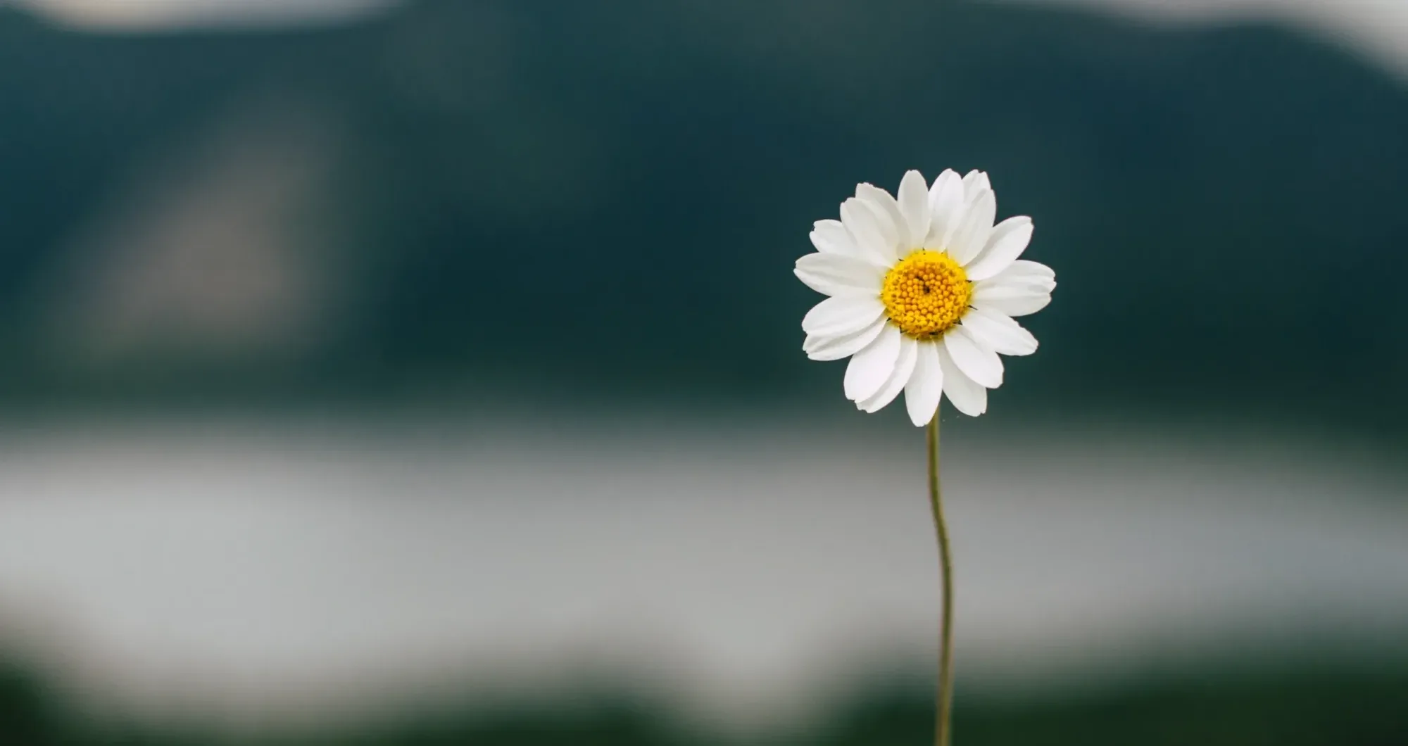 Introduction: Why "blur background" is more than just a trend | London ...