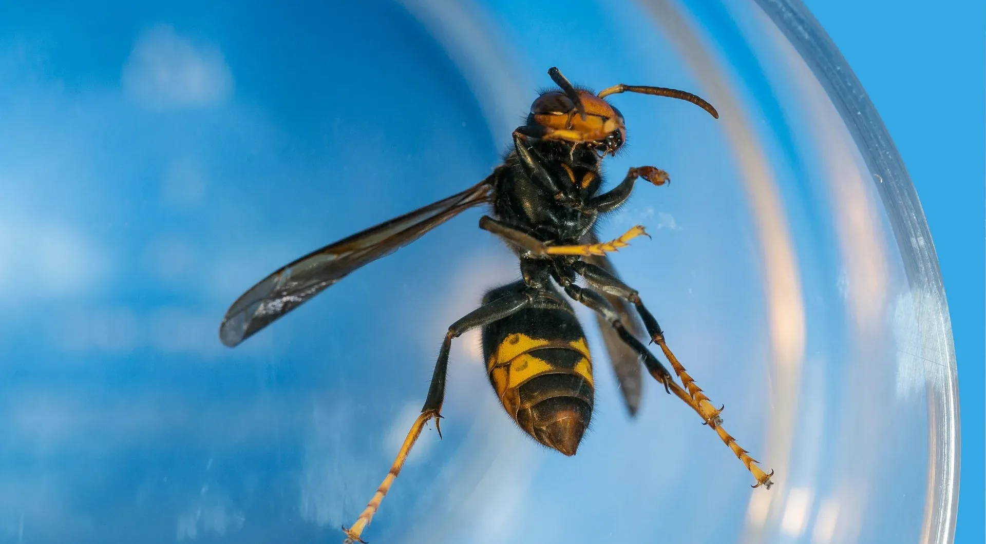 Asian hornets: How to keep your home and garden safe | London Daily News