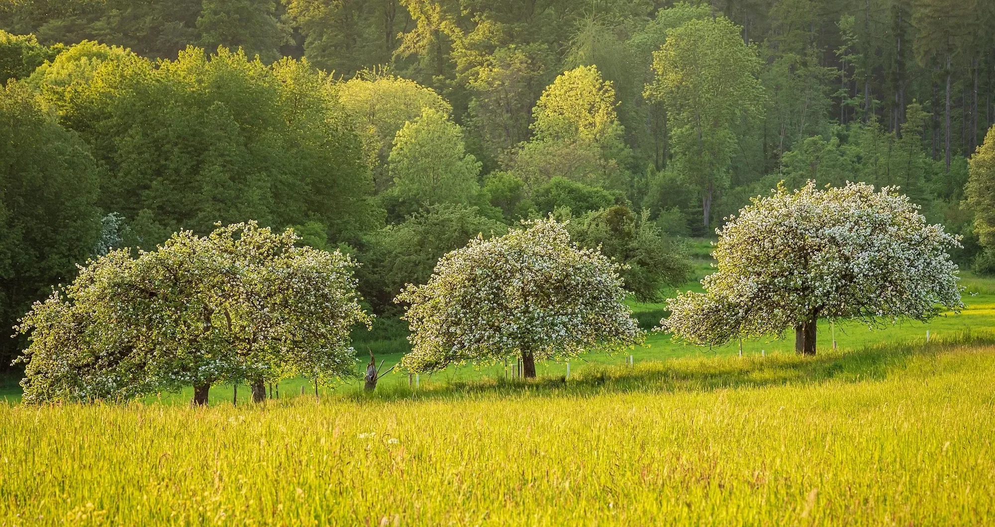 Harrow council warns of sudden branch drop – but what is it and should ...