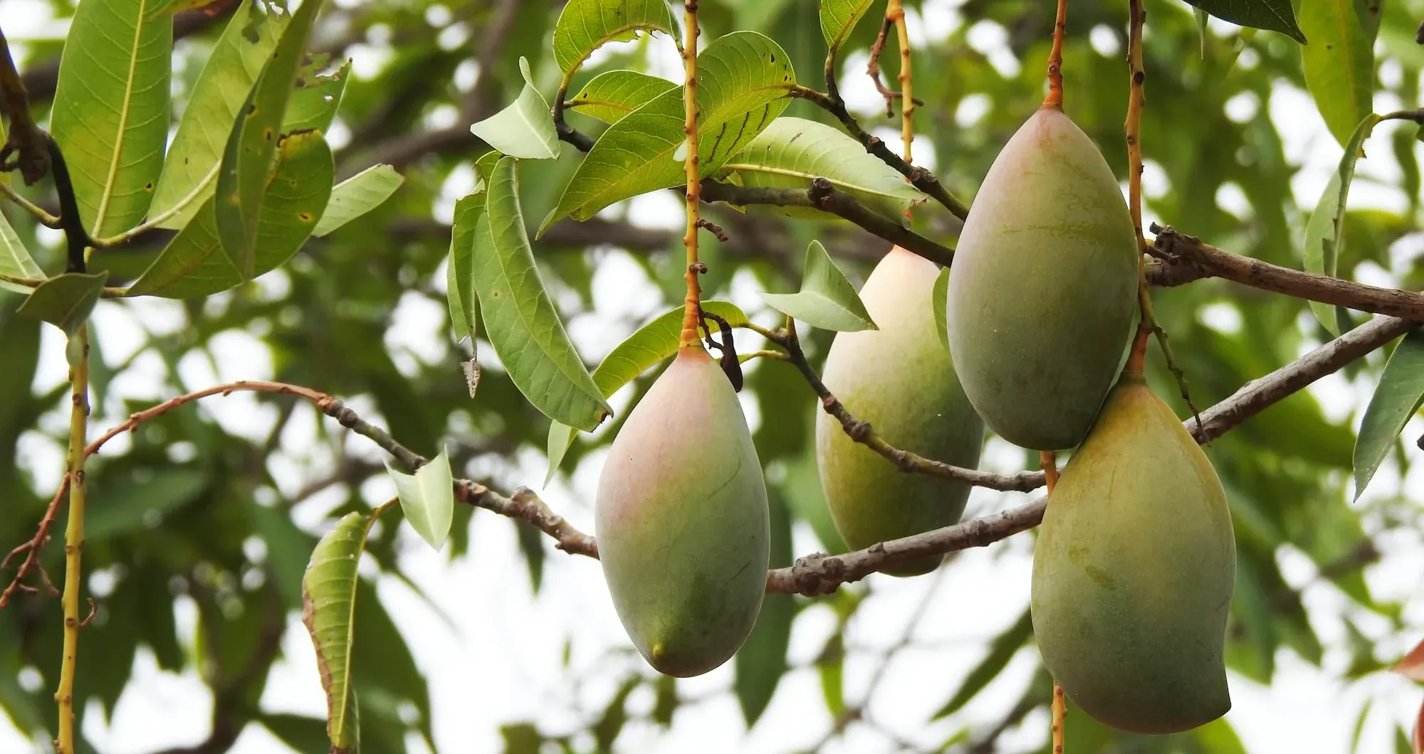 Effective insect control in mango farming: Preventing fruit tree ...
