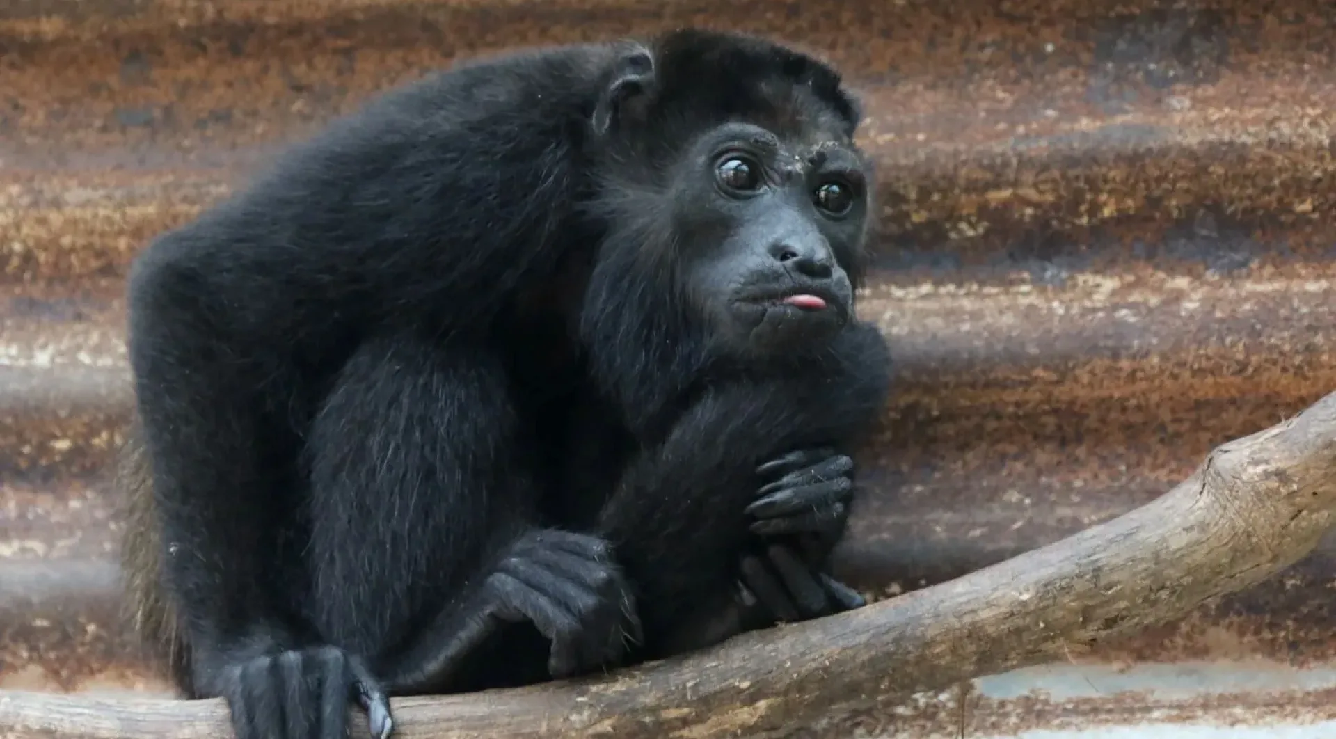 Sussex charity calls on Costa Rica government to take action: Wildlife ...