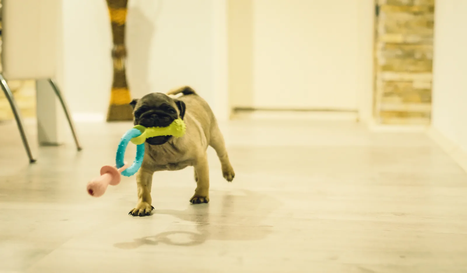 Why do dogs bring you toys? What it means and how to respond as a ...