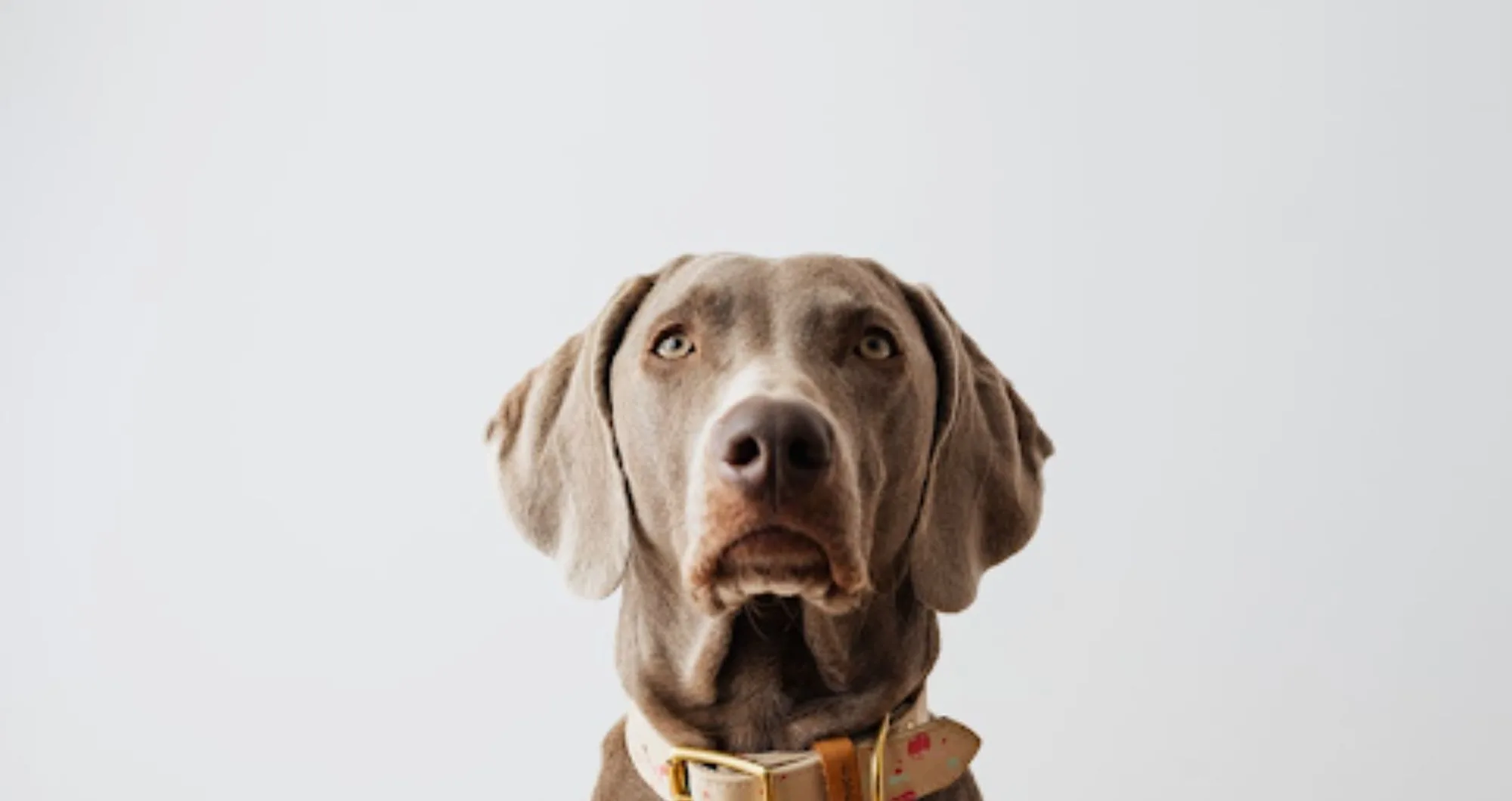 How to Create Stunning Pet Portraits from Photos