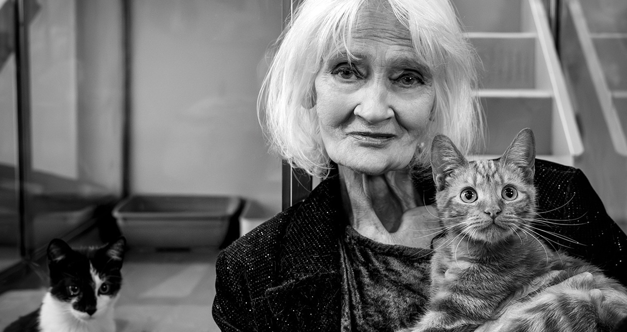 Cat-astrophic record numbers of animals being dumped at the doors of ...