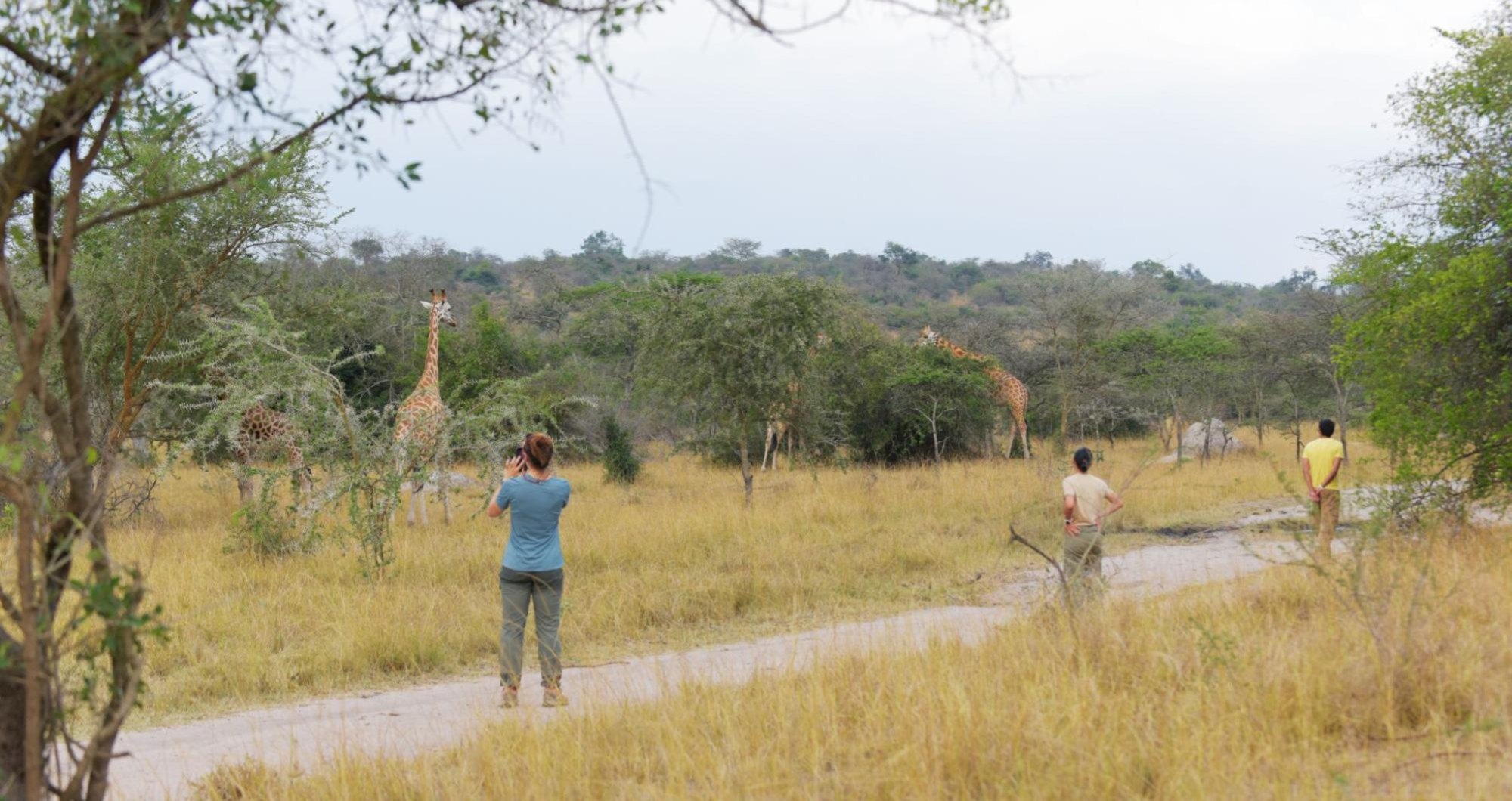 Best gorilla trekking and Uganda safari packages: | London Daily News