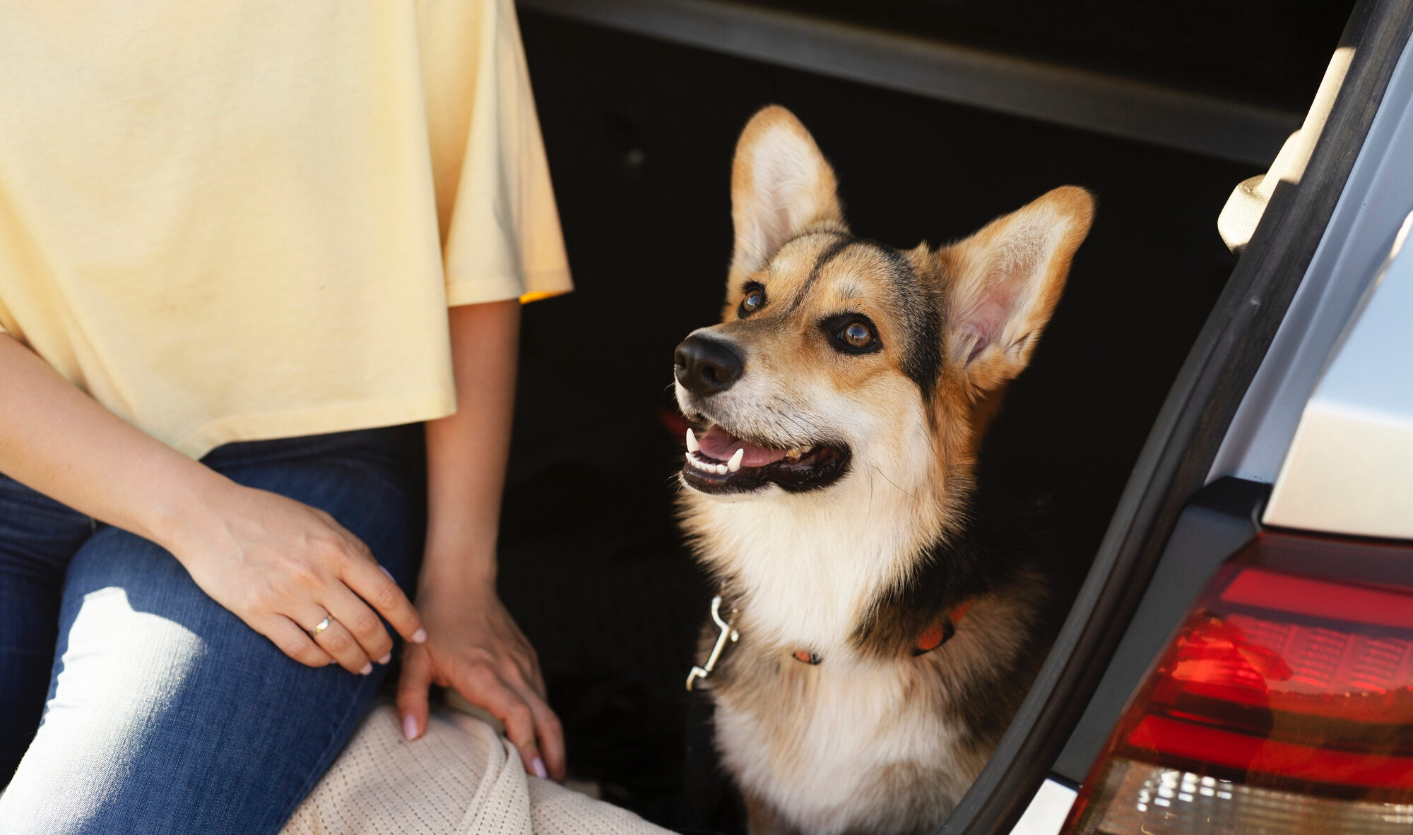 Top electric cars for dog owners revealed | London Daily News