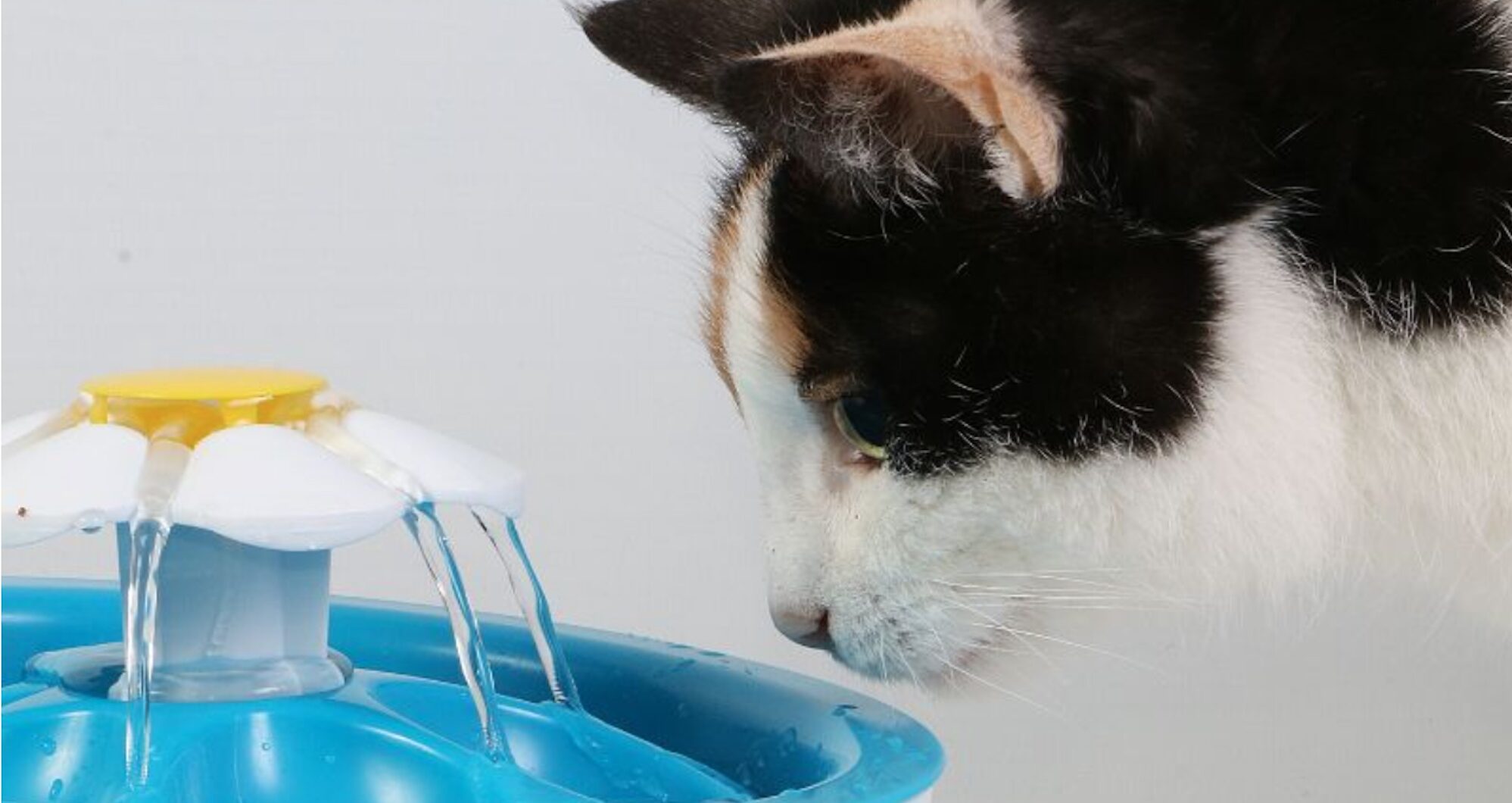 The hidden dangers of dehydration in cats and how to prevent it ...