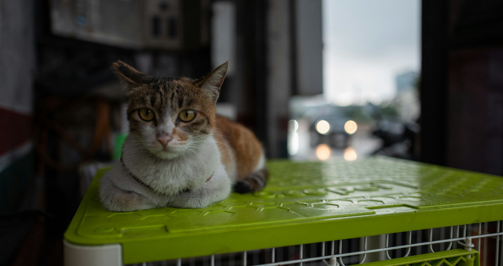 How London’s ethical pet market is booming: Exploring the rise of ...