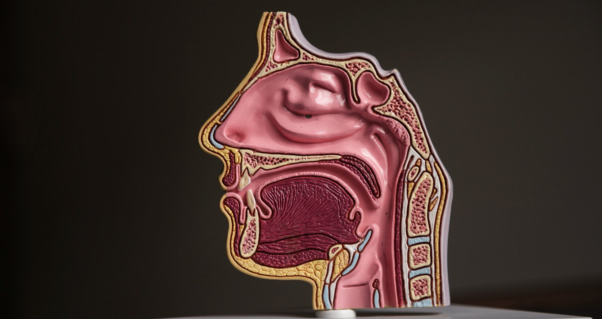 ENT otolaryngology: Understanding comprehensive head and neck care ...