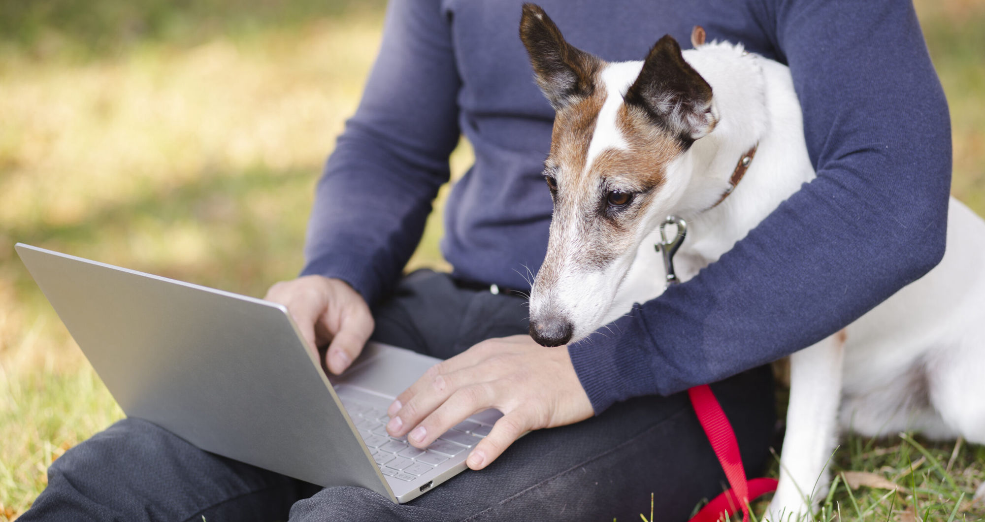 Beyond the Backyard: Why Modern Dog Owners Are Ditching Wires for ...