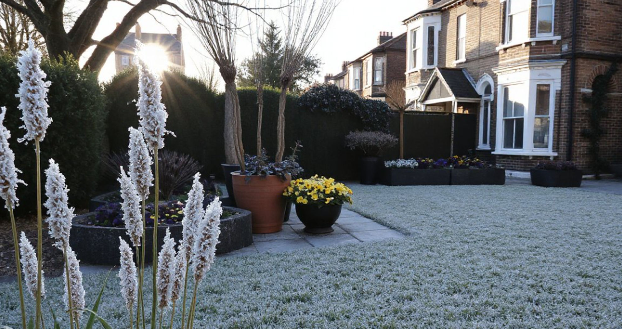 Essential winter garden care for London gardens | London Daily News