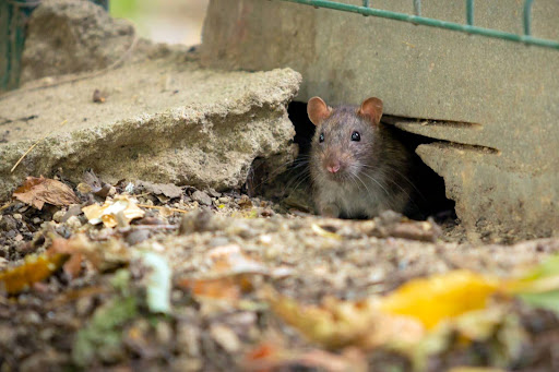 London’s growing Pest problem and why it affects Homes, Businesses and ...