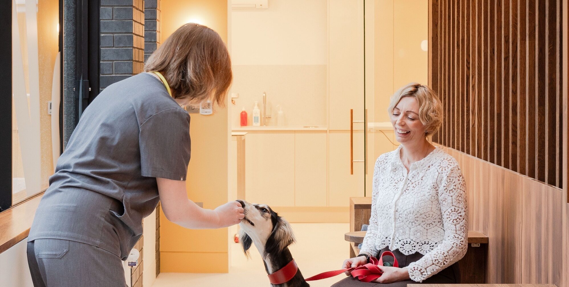 Hello Vet opens new clinic, bringing transparent and stress-free ...