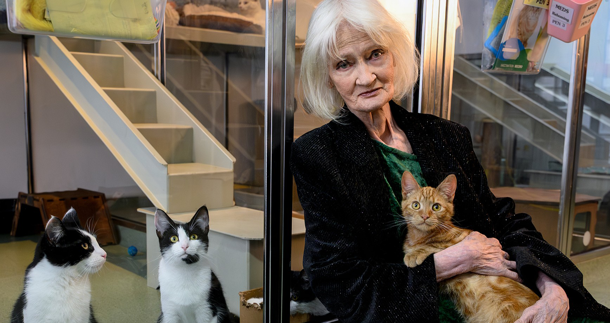 From catwalk to cat rescue: Former model helps rehome over 73,500 stray ...