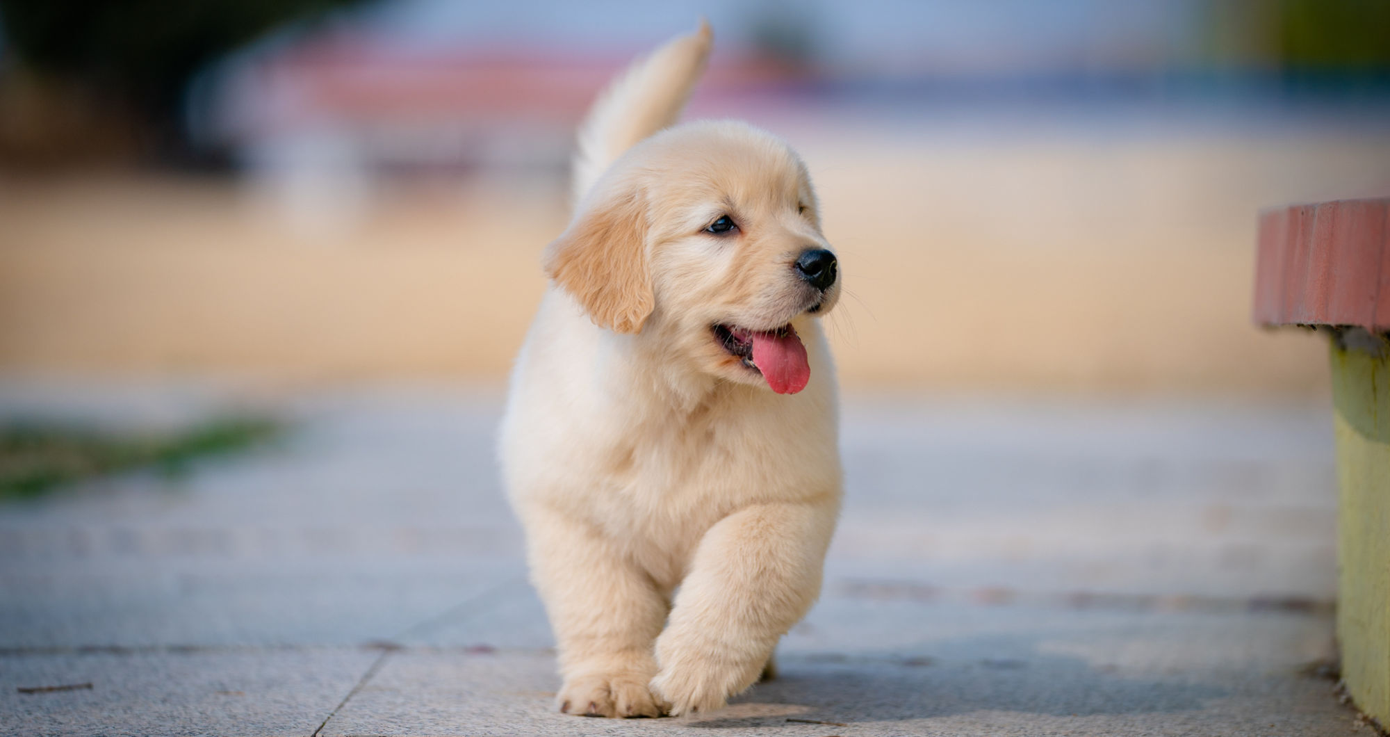 Spiritual perspectives on what happens to dogs after death | London ...