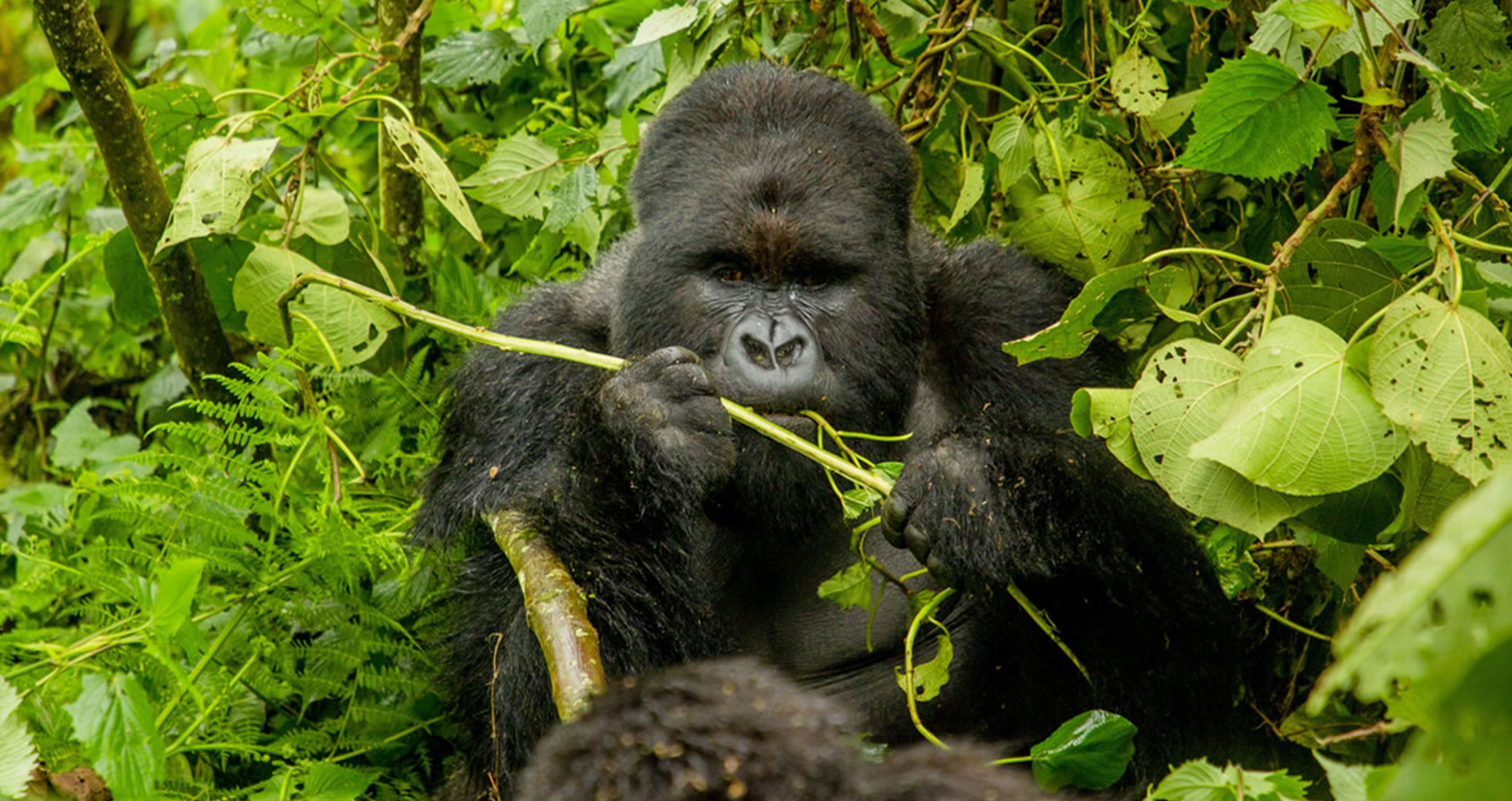 Complete gorilla safari: Rwanda trekking, Akagera safari, and Bwindi ...