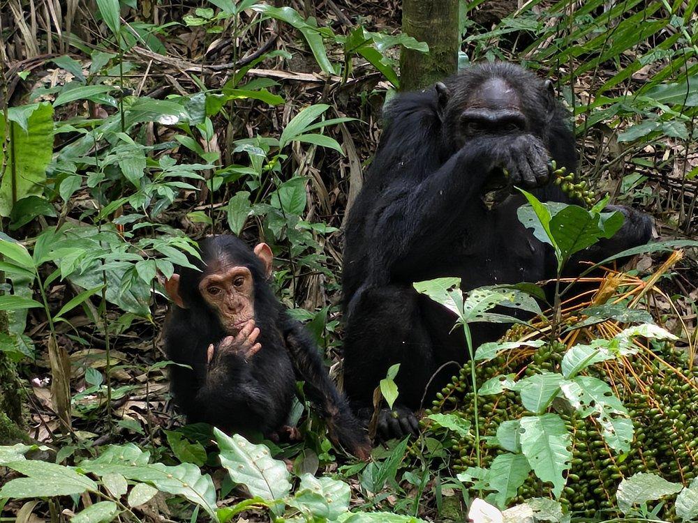 Chimpanzee group split leads to deadly fighting in Kibale Forest ...